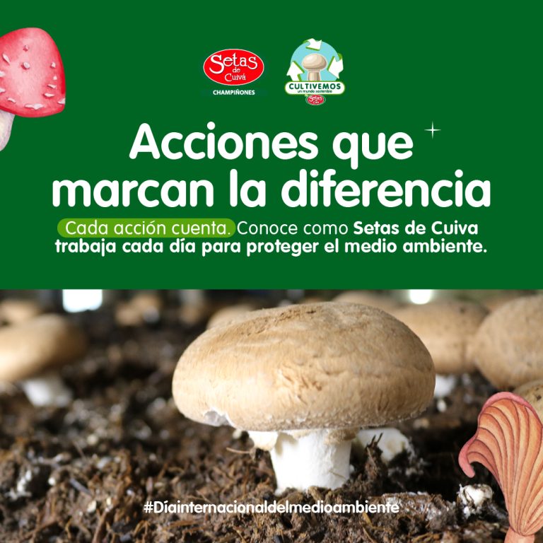 ¿Qué es un Hongo y una Seta? - Setas de Cuivá